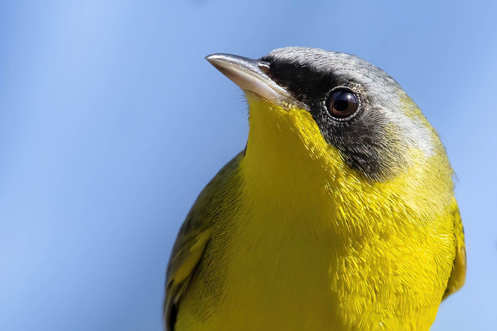 Aves de Altas Cumbres @ DroidPIX